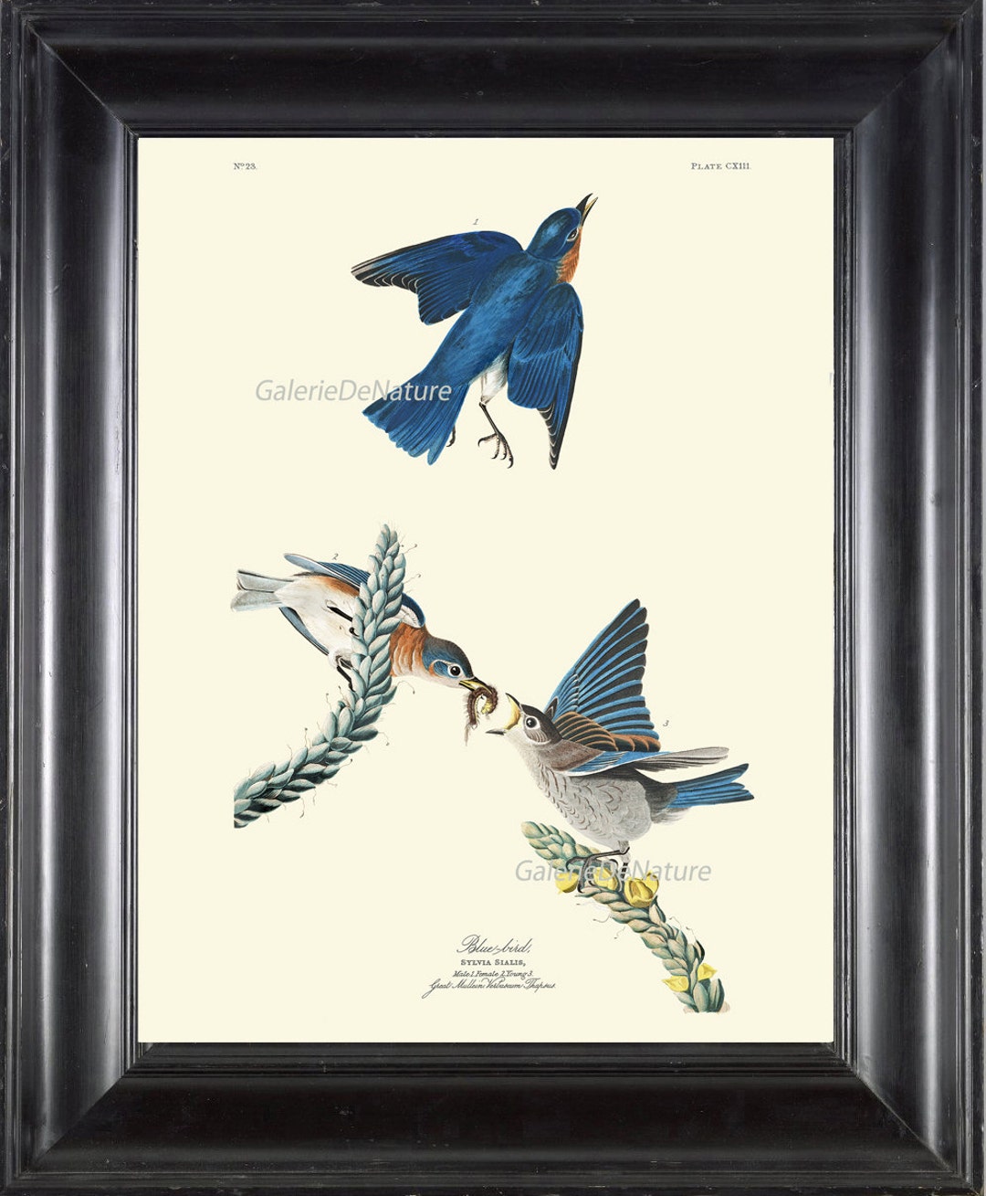 AUDUBON BIRD PRINT 8X10 Art 37 Bluebird Antique Beautiful Home Wall ...