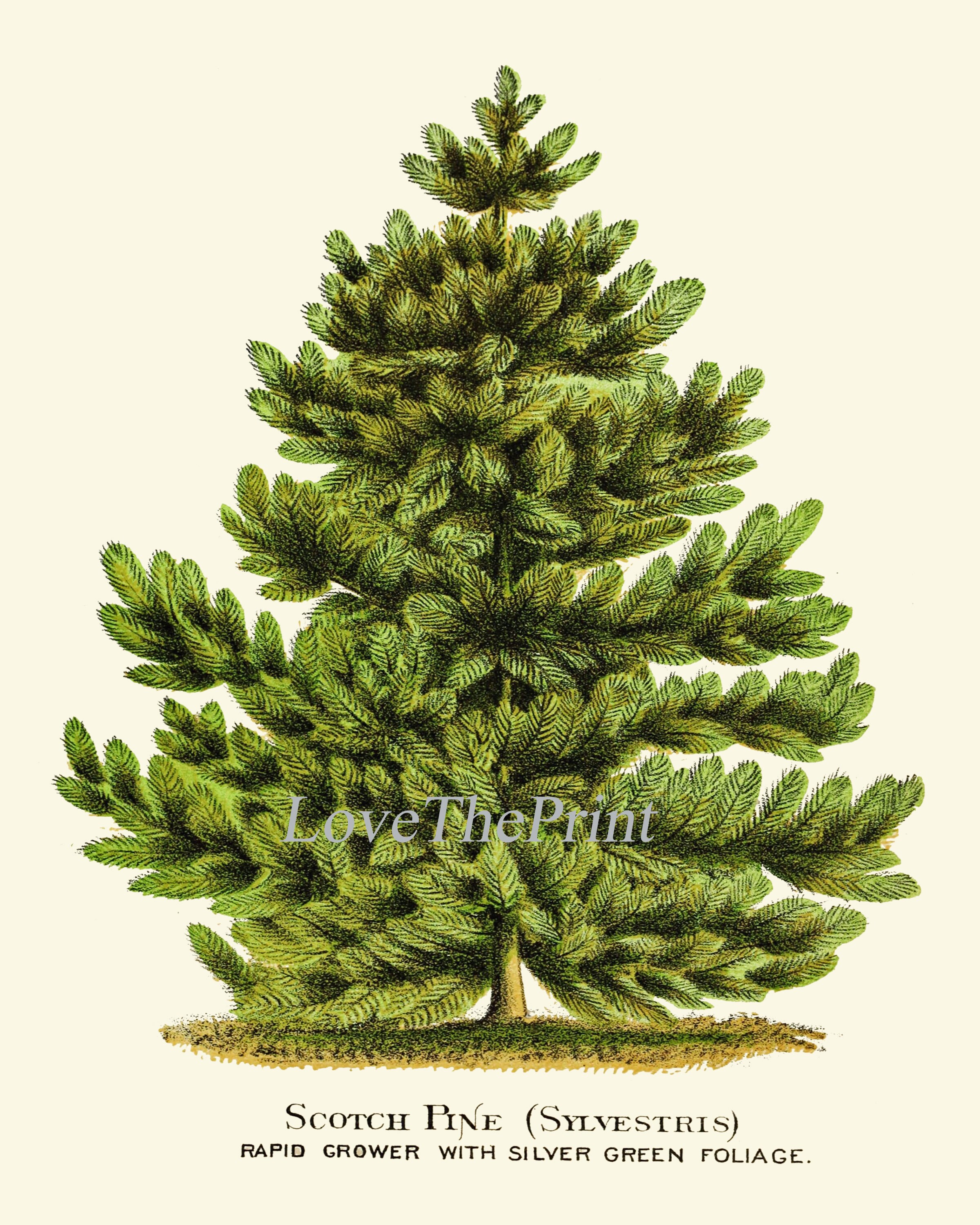Christmas Tree Pine Fir Print SET of 3 Botanical Beautiful - Etsy