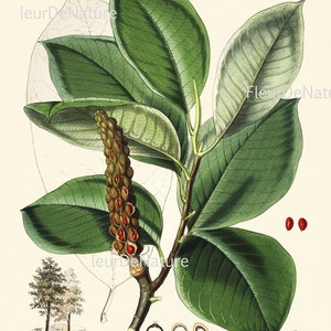 BOTANICAL PRINT Fitch 8x10 Botanical Art Print 5 Beautiful Flower Tree ...