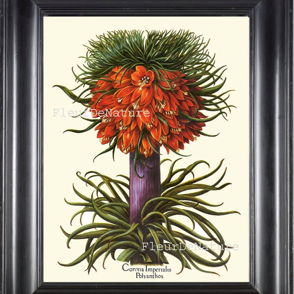 Large Botanical Prints - Etsy