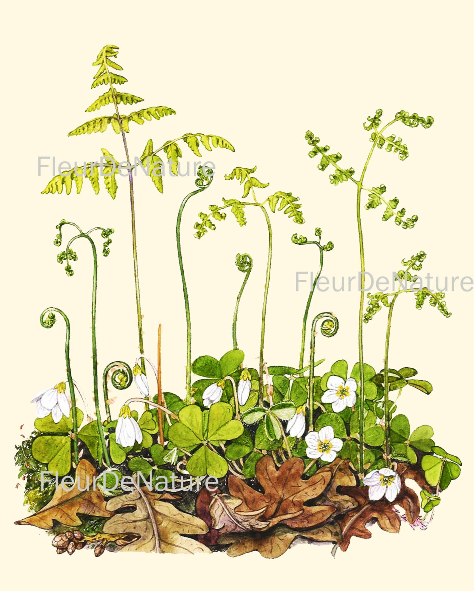 FERN Print SET of 16 Botanical Art Print Lindman Antique 8x10 - Etsy