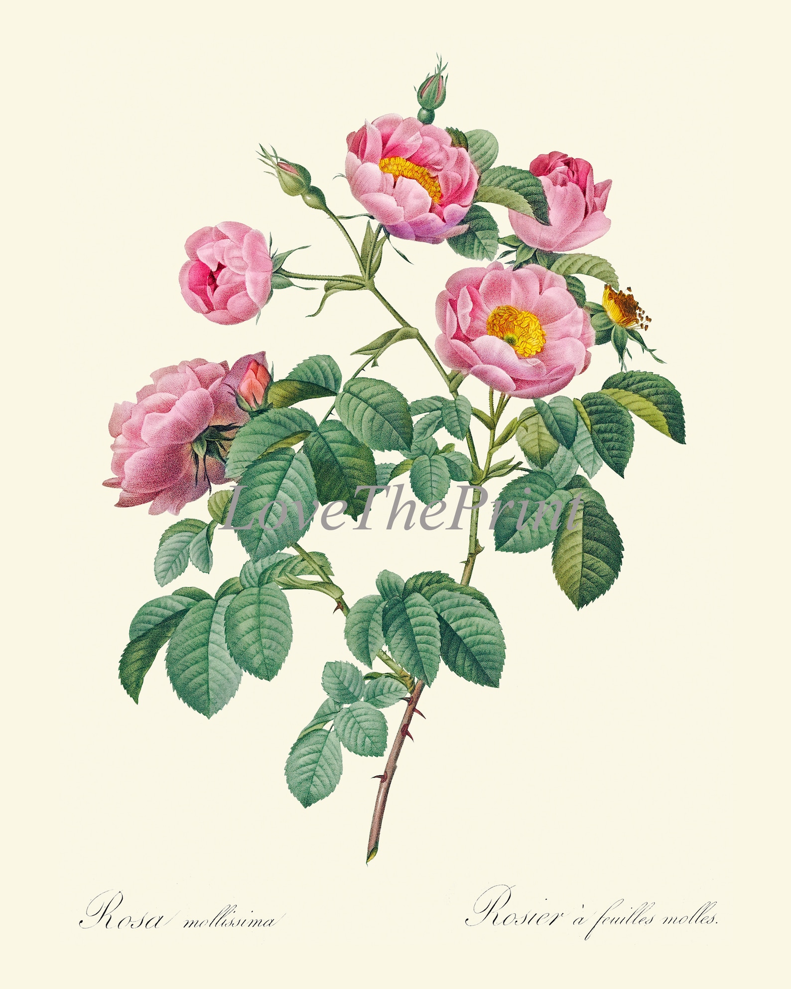 Vintage Roses Botanical Print Set of 9 Wall Art Prints Pink | Etsy