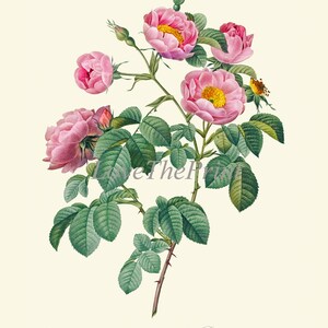Vintage Roses Botanical Print Set of 9 Wall Art Prints Pink White ...