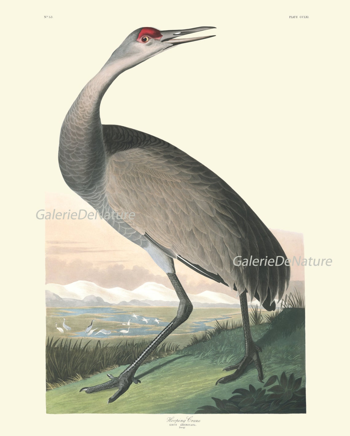 AUDUBON BIRD PRINT 8X10 Art 89 Whooping Crane Large Bird Lake Nature ...