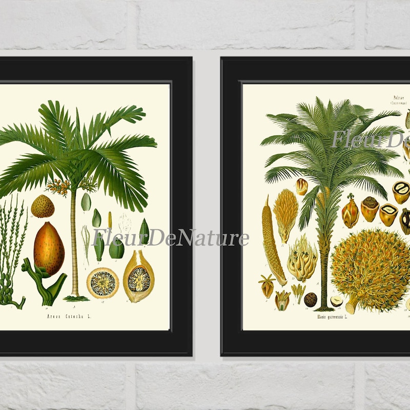 Palm Ivory - Etsy