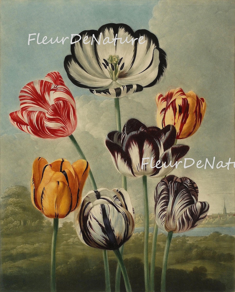 BOTANICAL PRINT THORNTON 8x10 Botanical Art Print 4 Beutiful Antique ...