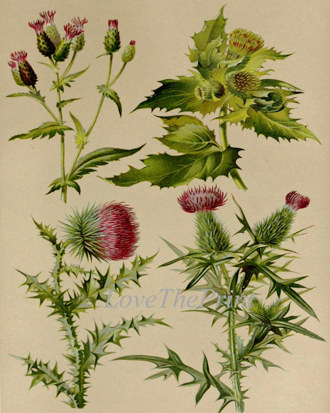 Thistle Flower Plant Vintage Botanical Print Set of 2 Wall Art Antique ...