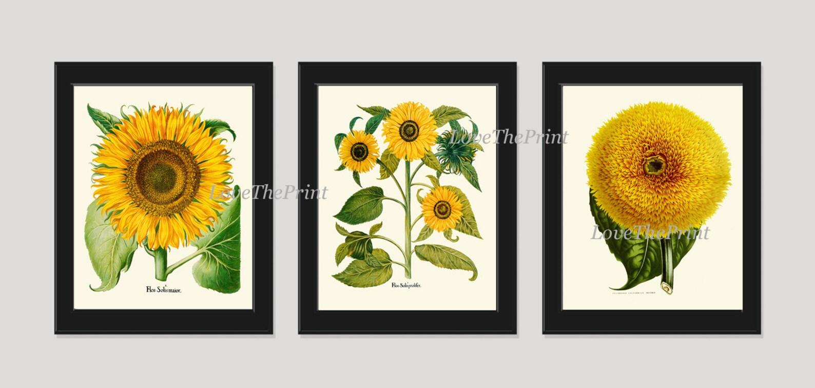 Sunflower Print Set of 3 Art Prints Antique Beautiful Spring - Etsy