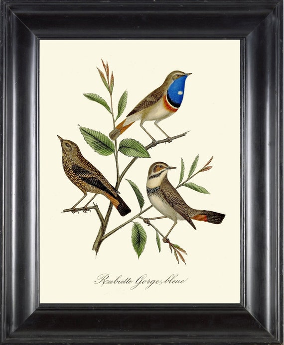 Vintage Bird Print Wall Art Blue Bird Bluebird DCF44 Beautiful - Etsy