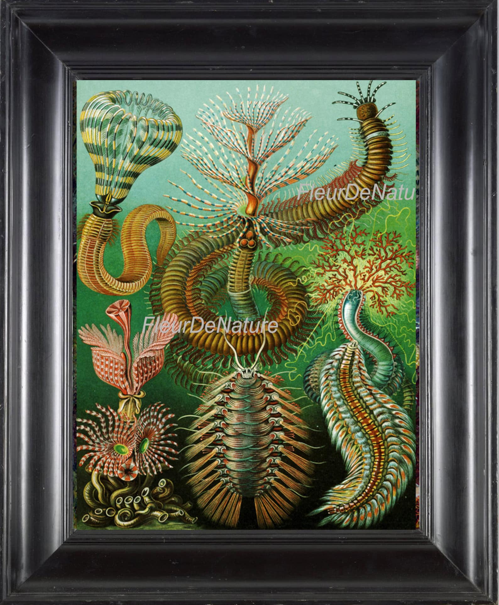 Sea Life PRINT Ernst Haeckel 8X10 Botanical Art 22 Antique Beautiful ...