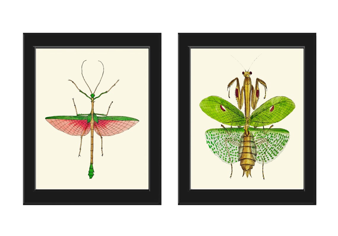 Locust Print Wall Art Set of 2 Prints Beautiful Antique Pink Green Lime ...