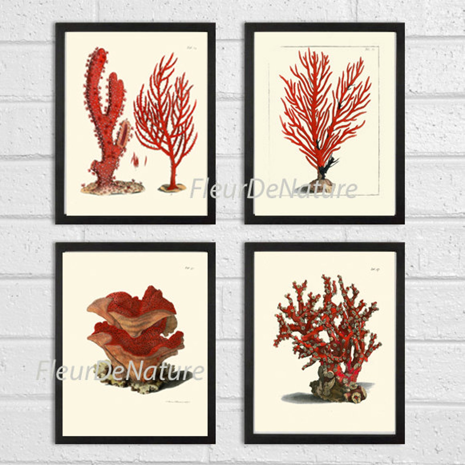 Red Coral Print SET of 4 Art Prints 8x10 Ellis Beautiful | Etsy
