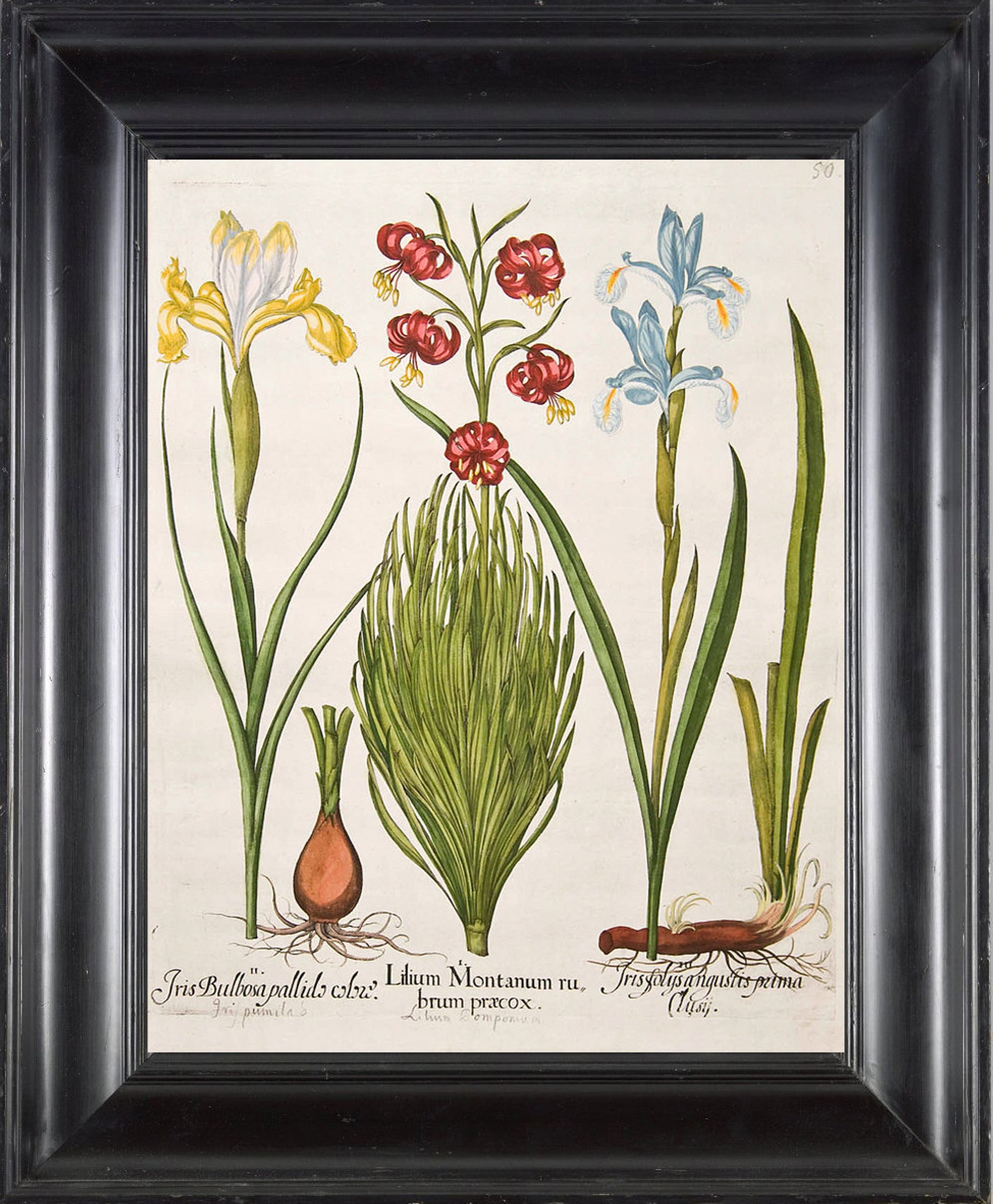 BOTANICAL PRINT Besler 8x10 Botanical Art Print 4 Beautiful - Etsy