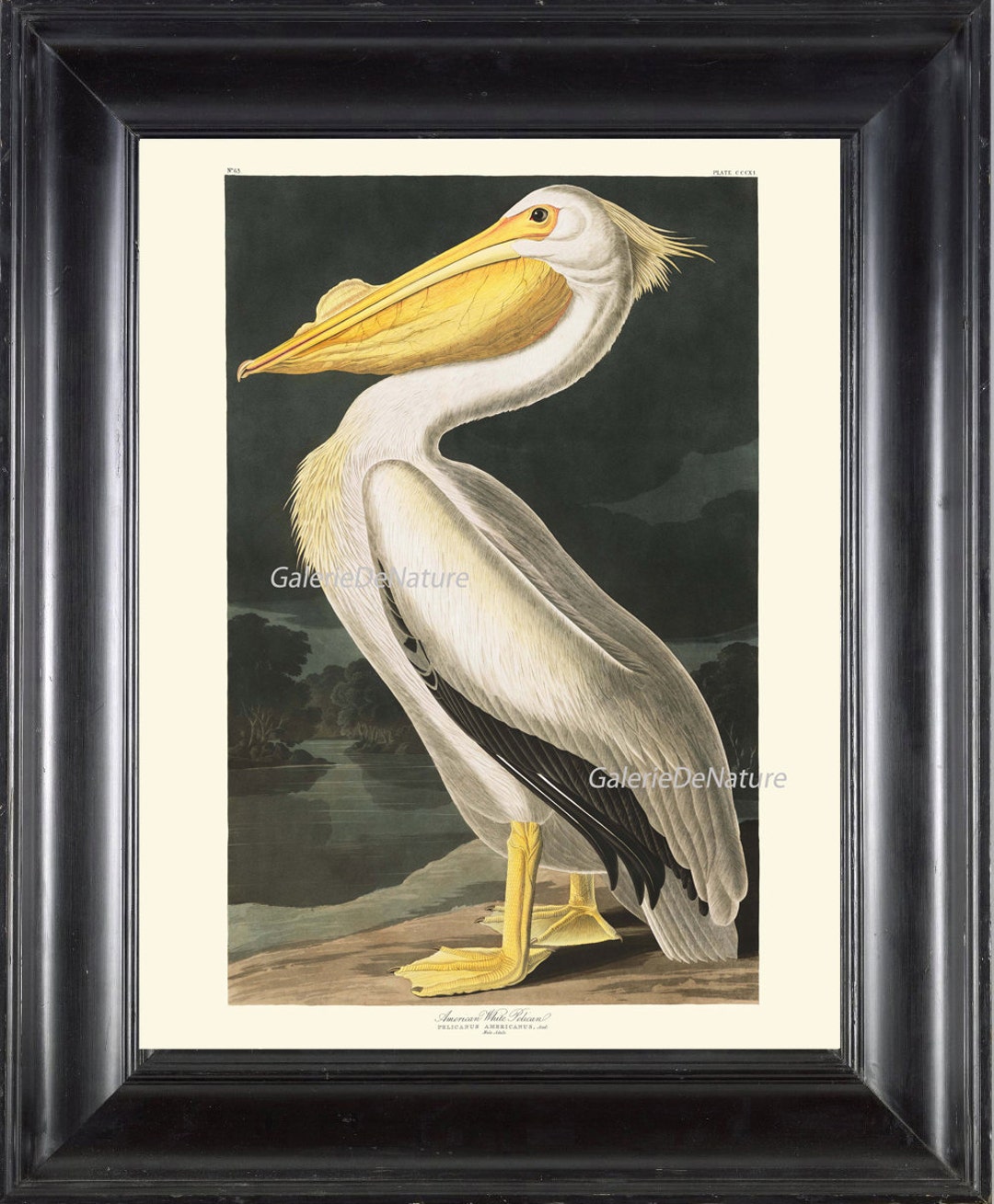 AUDUBON BIRD PRINT 8X10 Art 3 American White Pelican Antique Beautiful ...