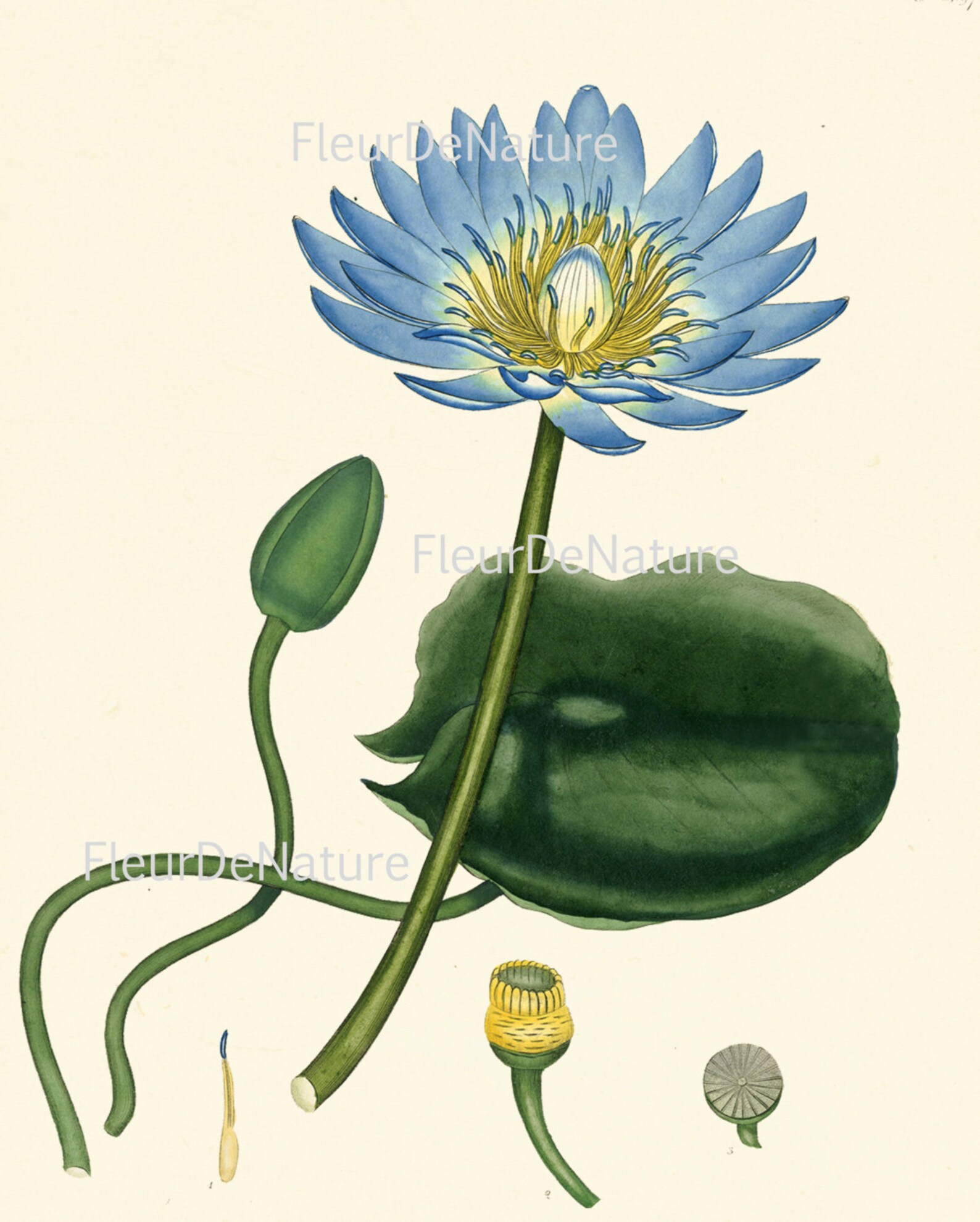 BOTANICAL PRINT ANDREWS 8x10 Botanical Art Print 27 Antique - Etsy