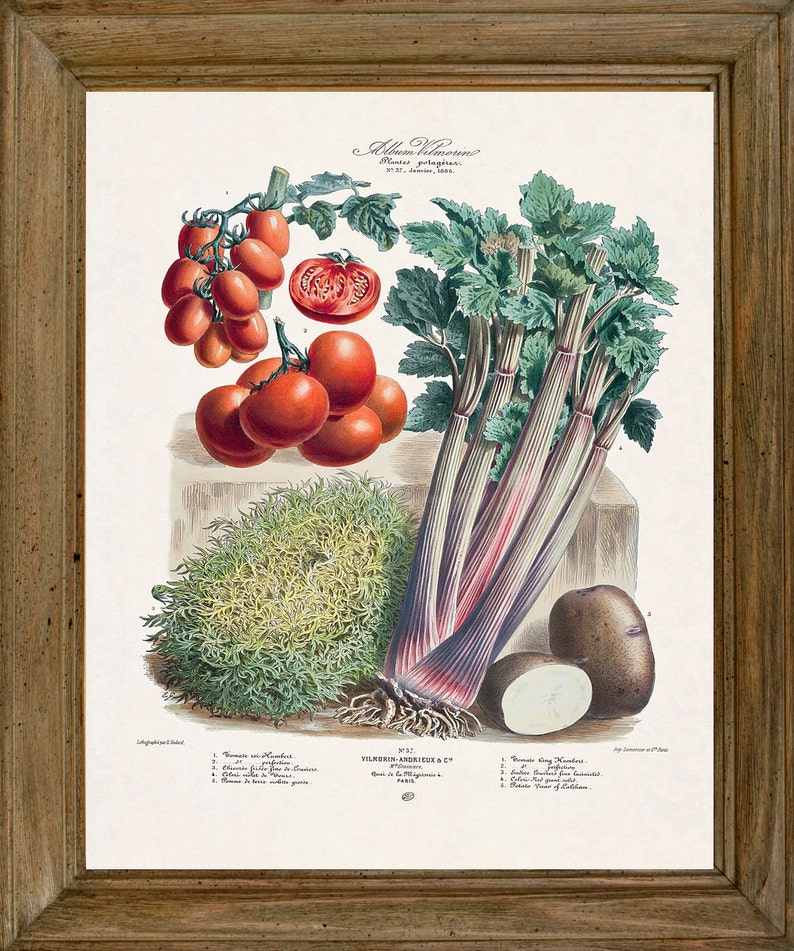 FRENCH VEGETABLE Garden 8X10 Botanical Art Print 46 Antique - Etsy
