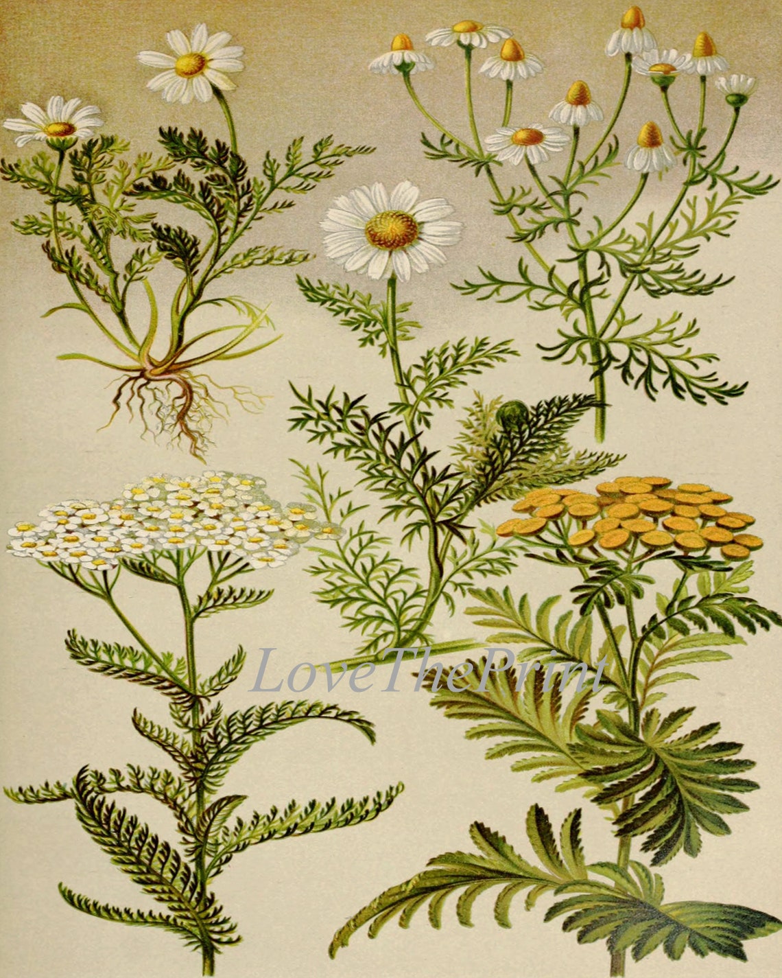 Daisy Daisies Botanical Print Set of 3 Wall Art Antique Beautiful White ...