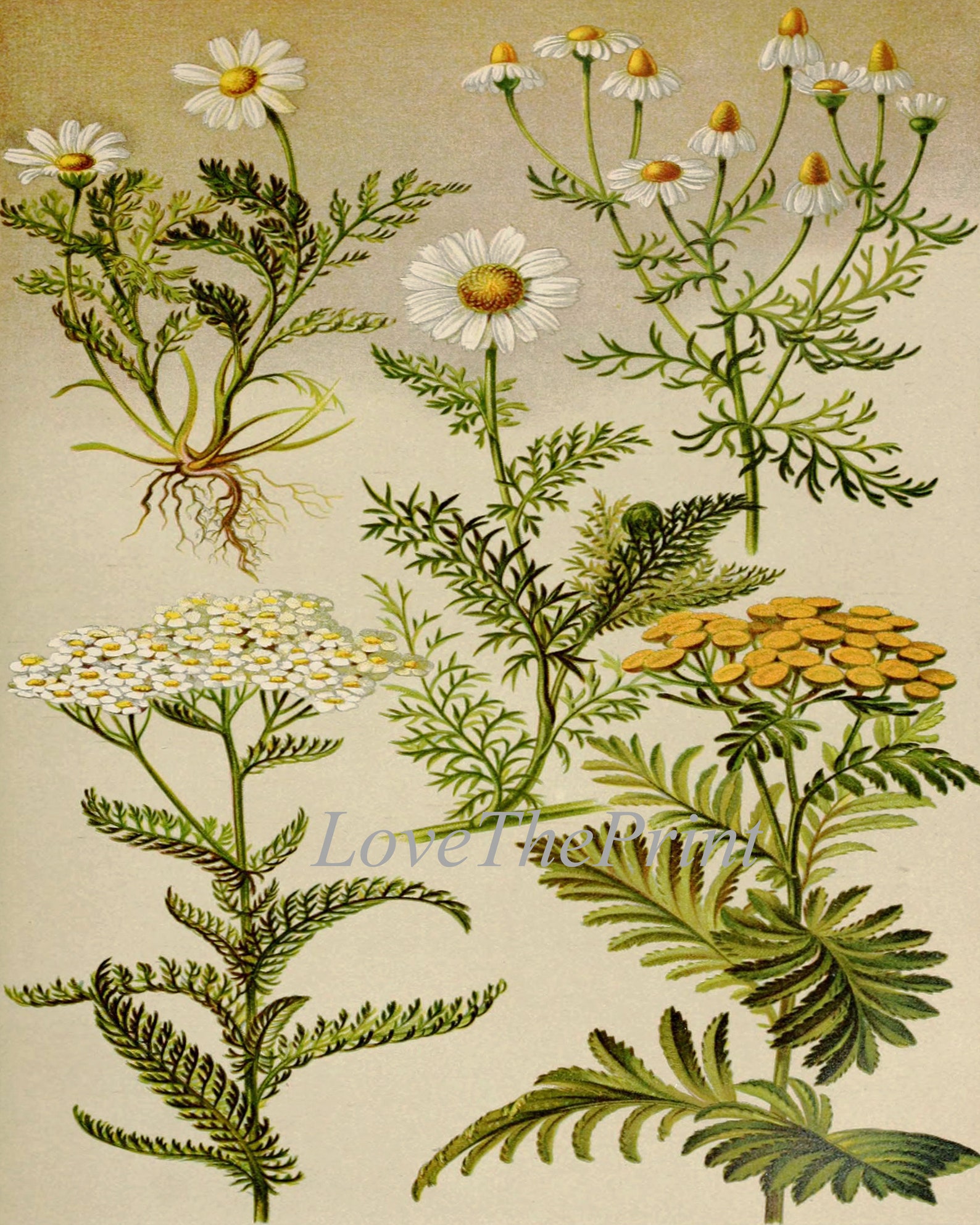 Daisy Daisies Botanical Print Set of 3 Wall Art Antique Beautiful White ...