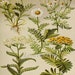 Daisy Daisies Botanical Print Set of 3 Wall Art Antique Beautiful White ...