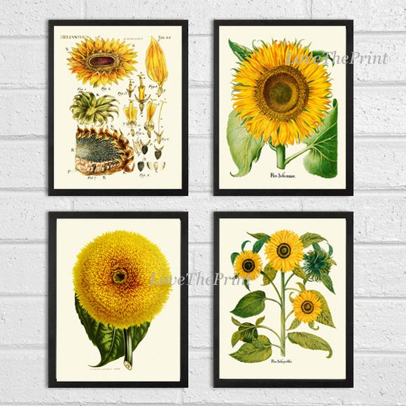 Sunflower Print Set of 4 Art Prints 8x10 Antique Beautiful | Etsy