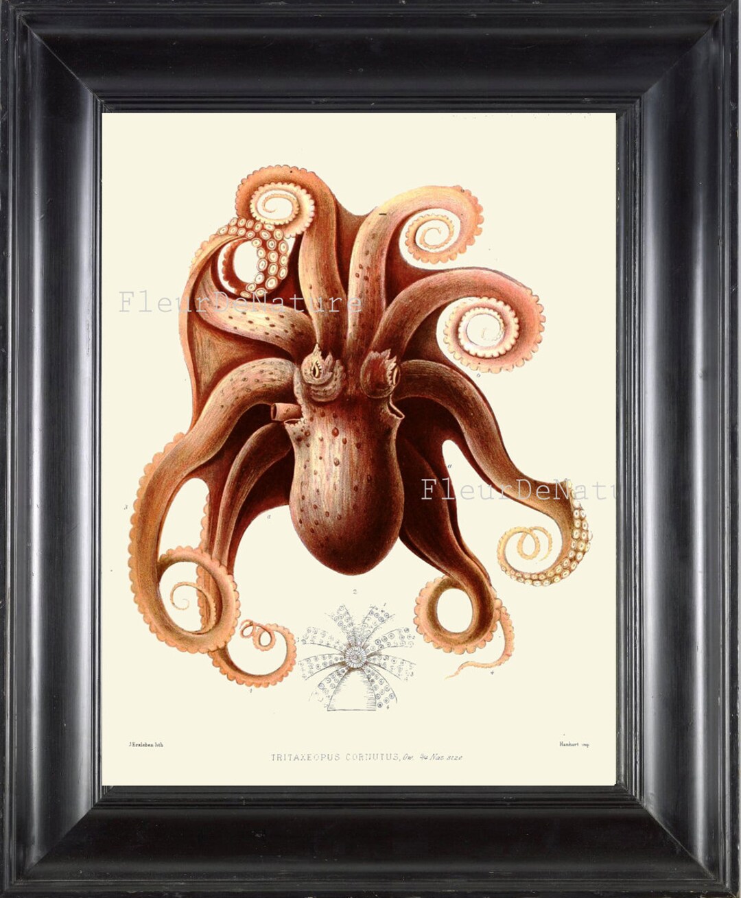 OCTOPUS 8x10 Art Print 3 Beautiful Black and White Antique Sea Ocean ...