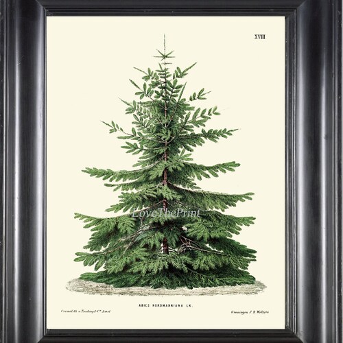 Pine Tree Printable Wall Art Instant Download Green Tree Print - Etsy