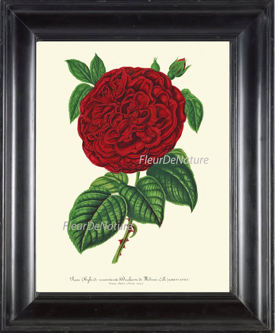 Rose Print 8x10 Botanical Art H364 Beautiful Antique Red Flower Print ...