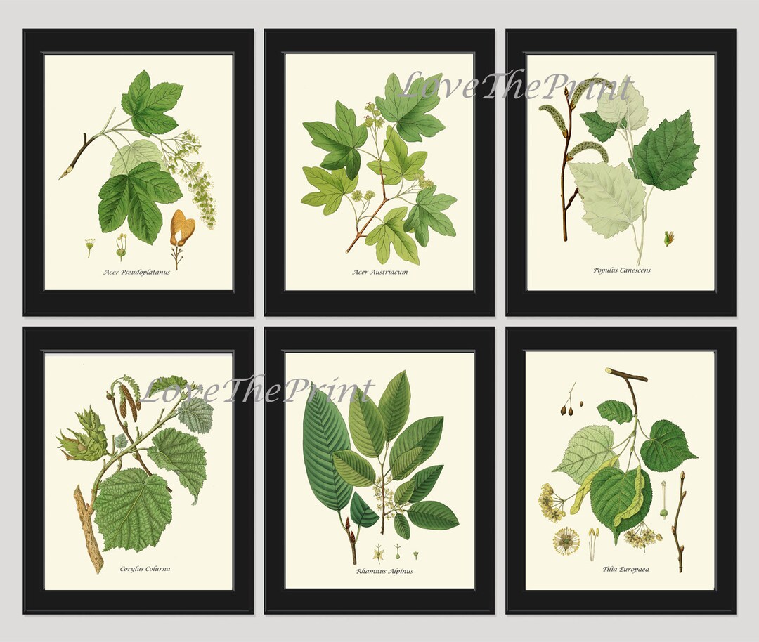 Green Trees Botanical Print SET of 6 Tree Prints Wall Art Beautiful ...