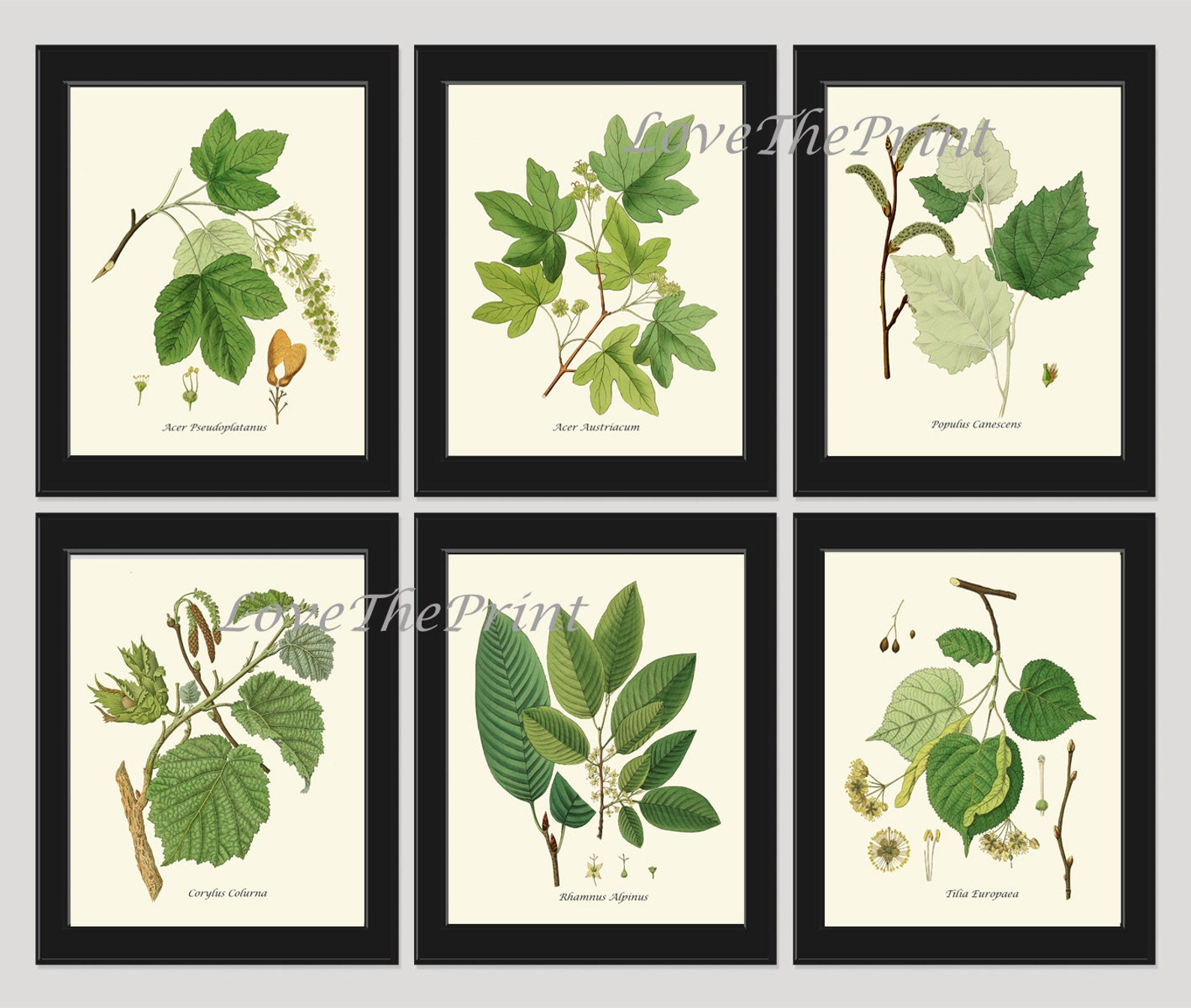 Green Trees Botanical Print SET of 6 Tree Prints Wall Art - Etsy