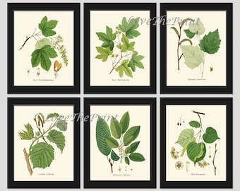 Trees Botanical Print SET of 4 Wall Art Prints Beautiful | Etsy