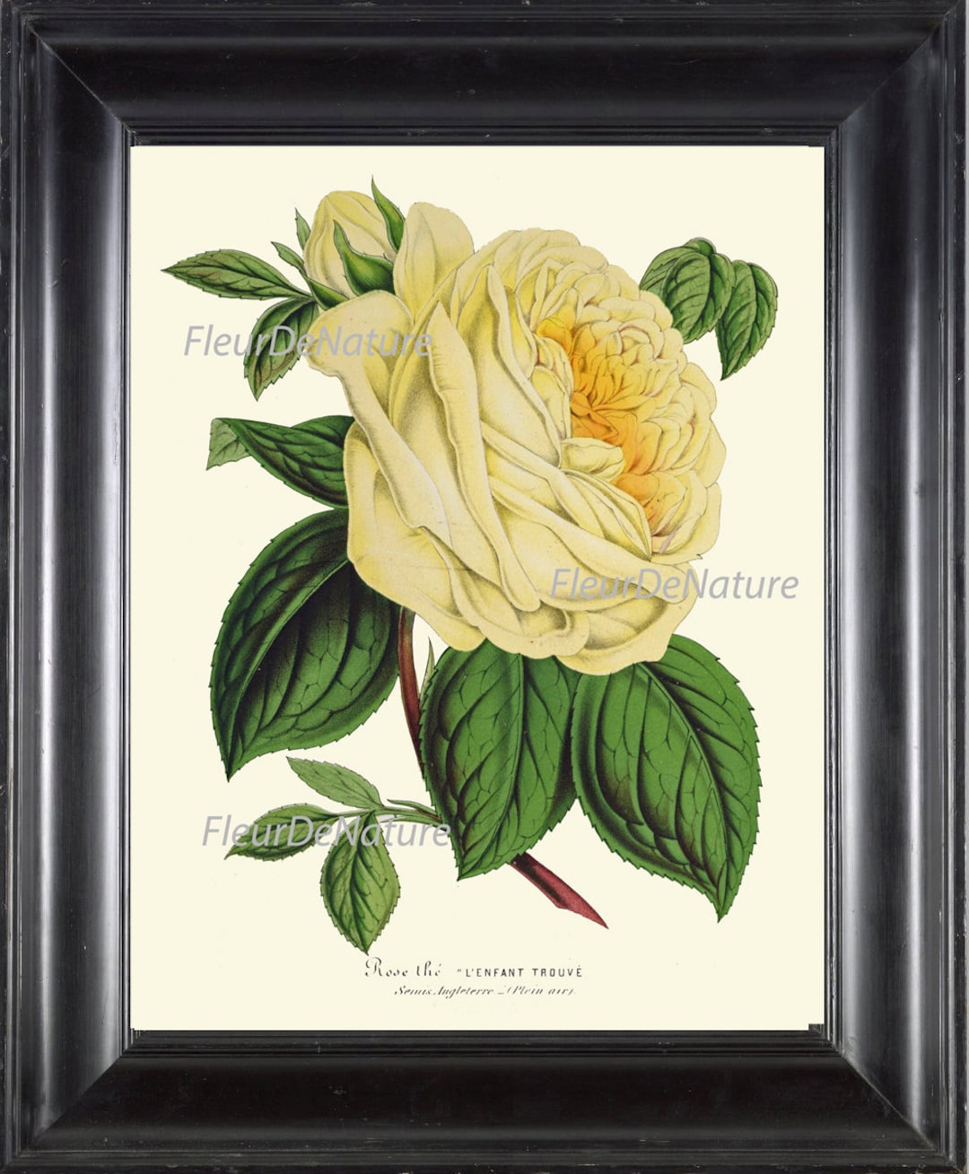 Rose Print 8x10 Botanical Art H288 Beautiful Flower Print Yellow Large ...