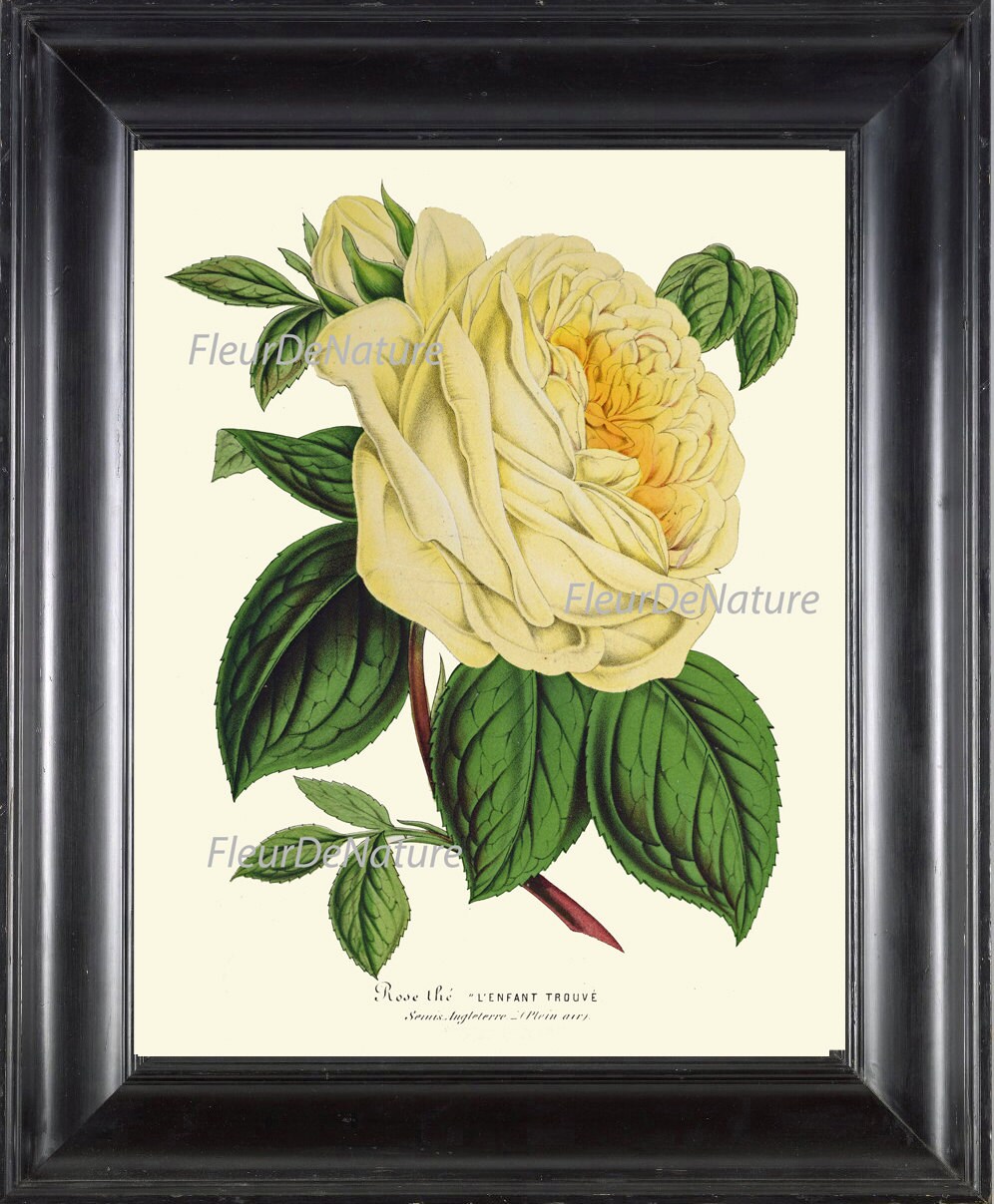 Rose Print 8x10 Botanical Art H288 Beautiful Flower Print - Etsy