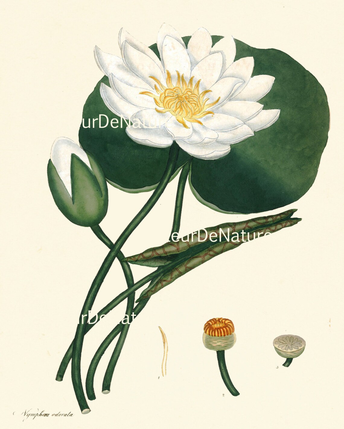 BOTANICAL PRINT ANDREWS 8x10 Botanical Art Print 25 Antique - Etsy