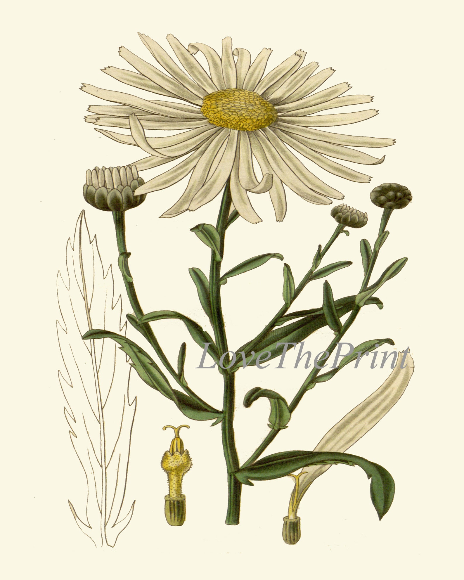 Botanical Daisy Print Wall Art Set of 2 Prints Beautiful - Etsy