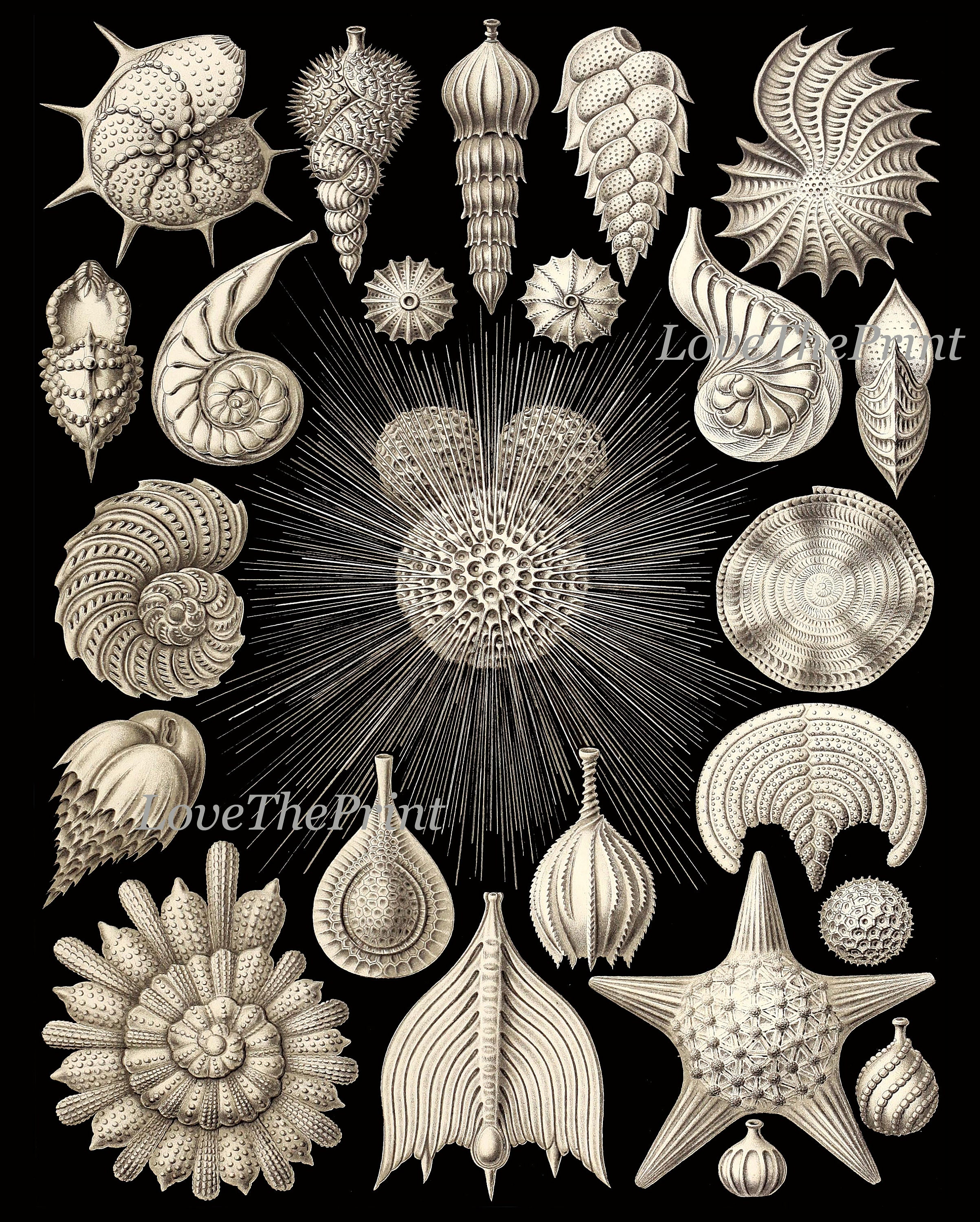 Shells Sea Shell Marine Ocean Print Set of 8 Prints Antique | Etsy