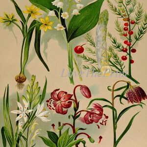 Vintage Wildflower Botanical Print SET of 6 Prints Wall Art Beautiful ...