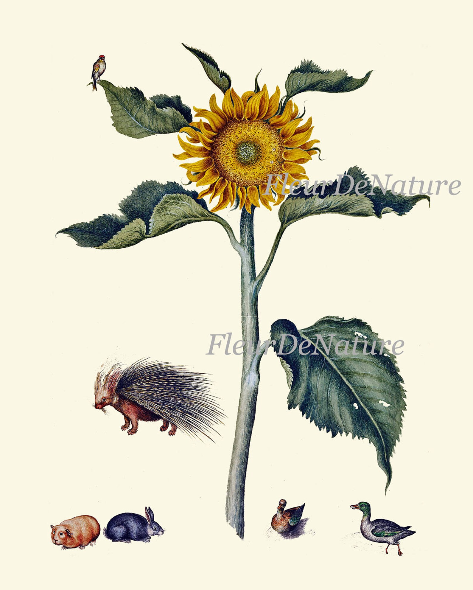 Sunflower Print Set of 3 Art Prints 8x10 Antique Flowers - Etsy