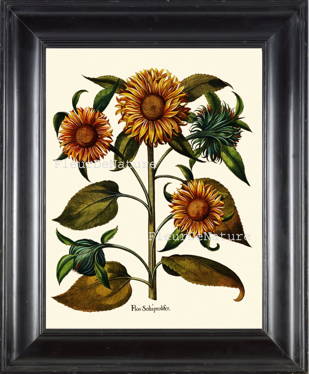 BOTANICAL PRINT Besler 8x10 Botanical Art Print 28 Beautiful Yellow ...