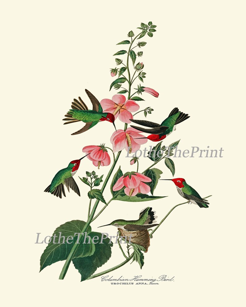 AUDUBON BIRD PRINT Art 61 Beautiful Antique Hummingbird Pink Tropical ...