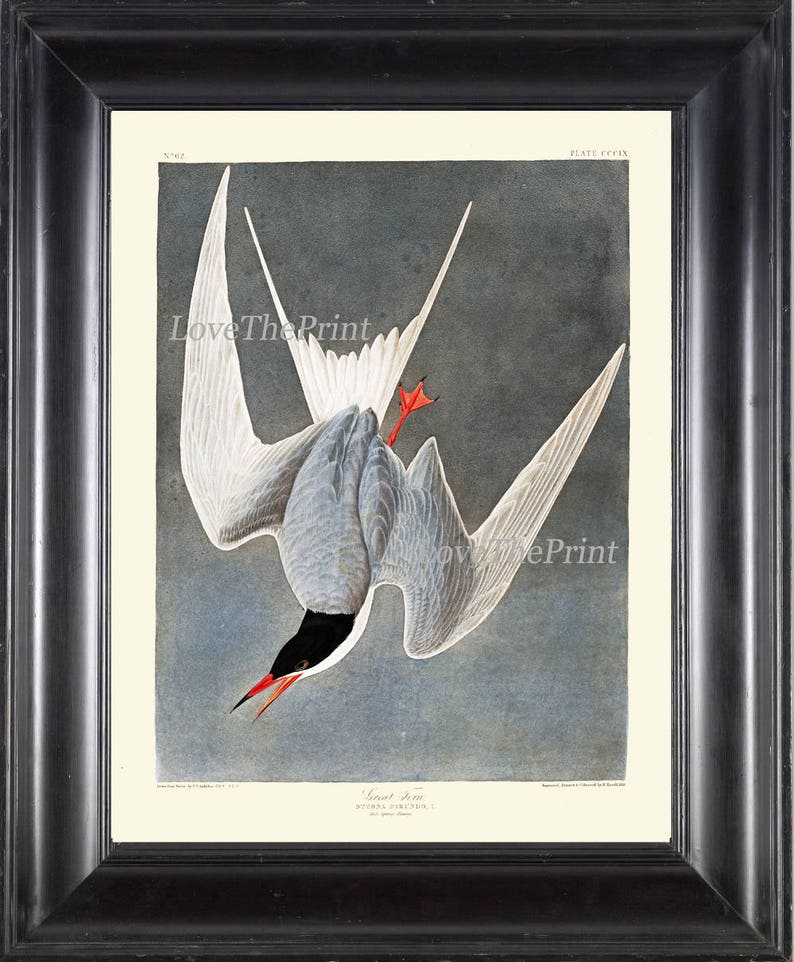 AUDUBON BIRD PRINT Art 83 Beautiful Antique Large Great Tern | Etsy