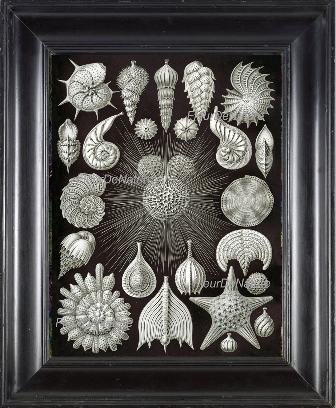 Shell Starfish PRINT Ernst Haeckel 8X10 Art 26 Antique Beautiful Shells ...