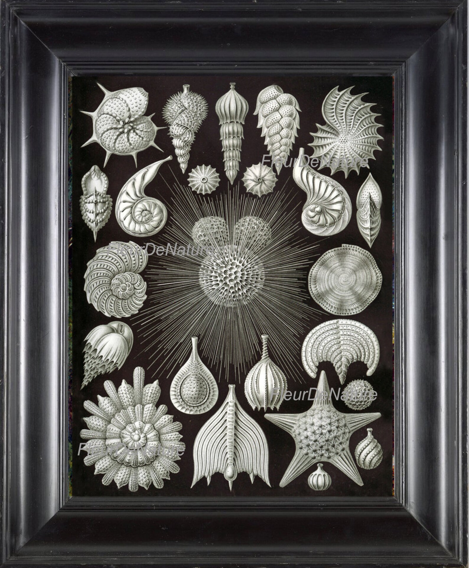 Shell Starfish PRINT Ernst Haeckel 8X10 Art 26 Antique - Etsy