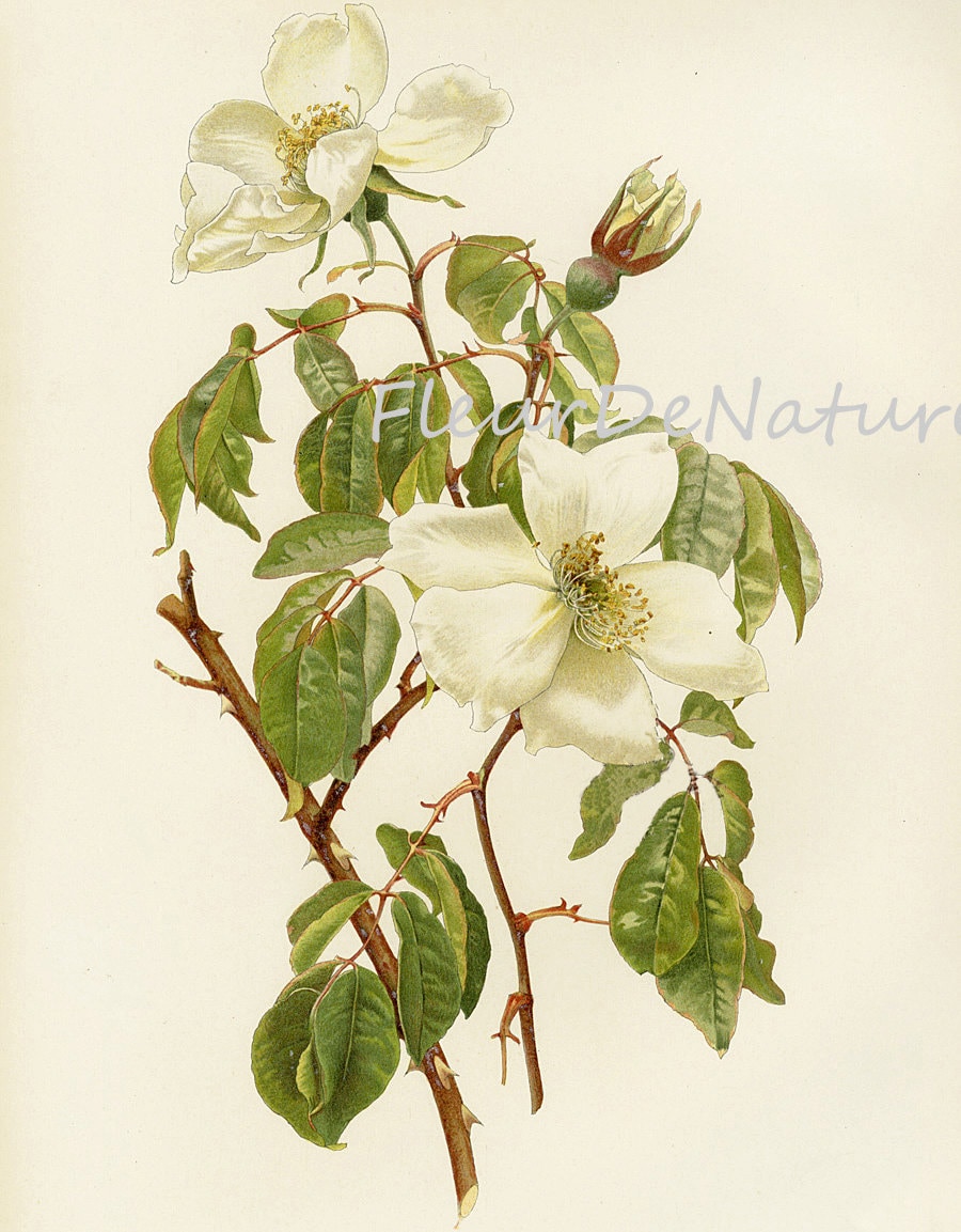 White Rose Flower Botanical Wall Art Print 2 Willmott Beautiful Antique ...