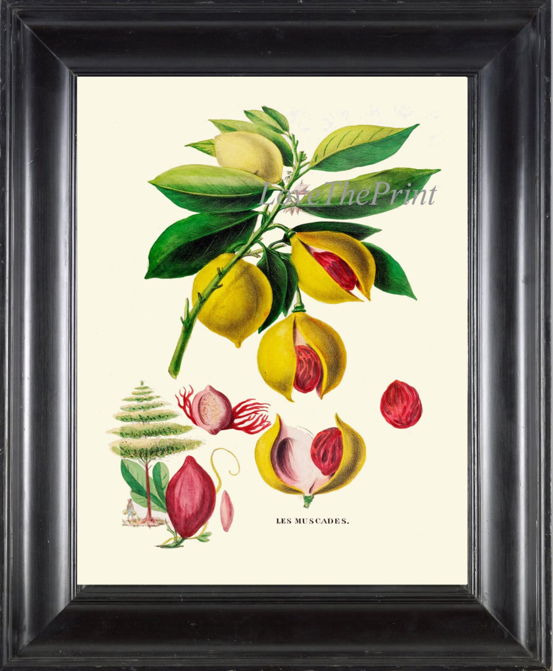 Nutmeg Exotic Botanical Print DE29 Wall Art Beautiful Antique Spice ...