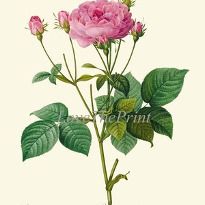 Rose Flower Botanical Wall Art Print Set of 6 Prints Beautiful Antique ...