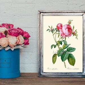 Vintage Roses Botanical Print SET of 4 Wall Art Prints Antique Pink ...