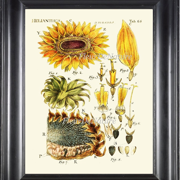 Sunflower Print - Etsy