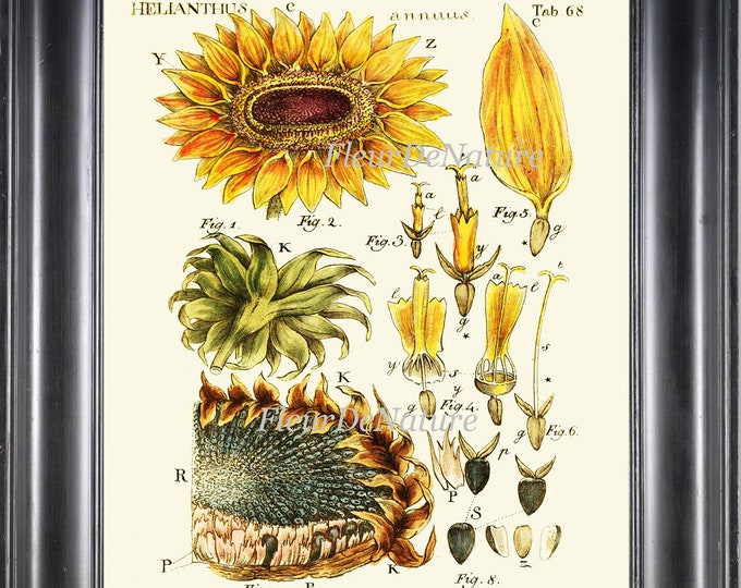 Sunflower Print 11 Botanical Wall Art Print Beautiful Yellow Flower ...