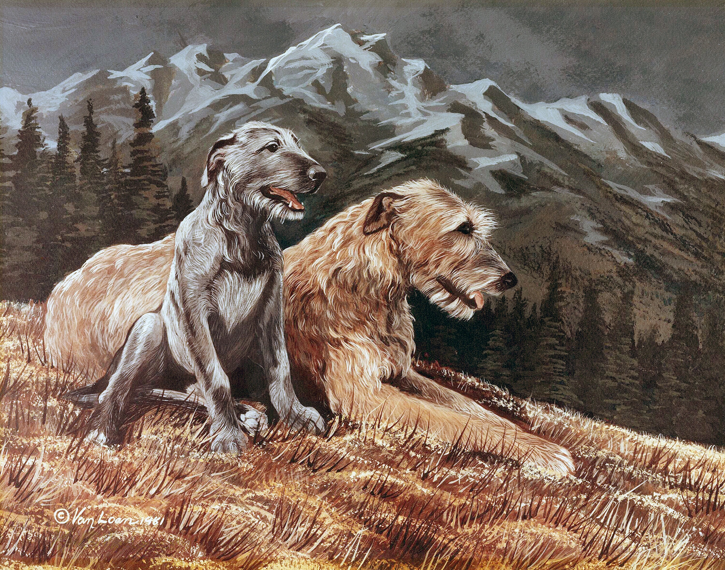 Irish Wolfhound Traits