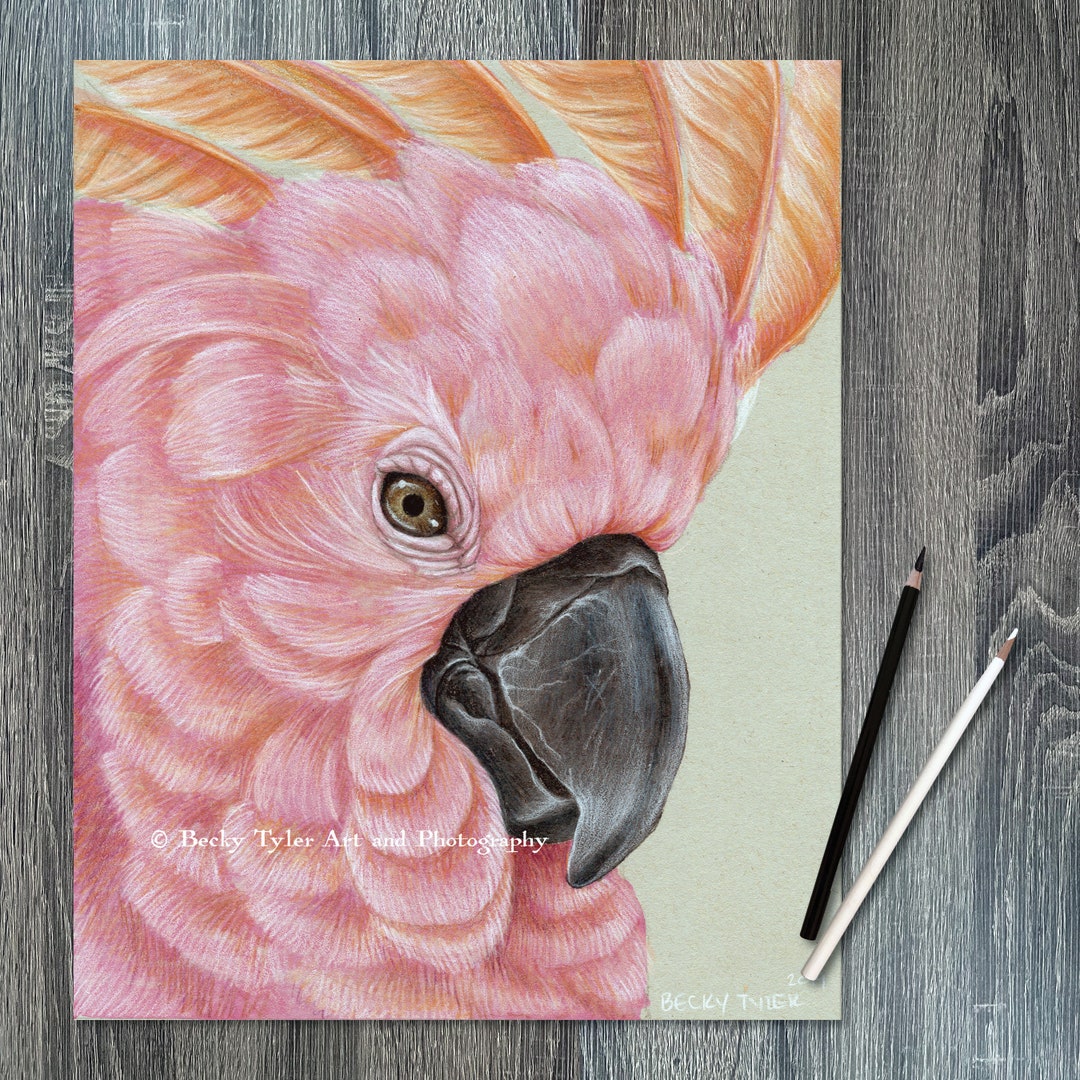 Salmon Crested Cockatoo Original Drawing, Cockatoo Art, Cockatoo ...